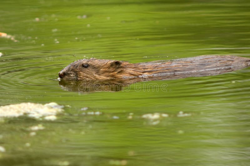 Muskrat swimming in a pond stock photo. Image of outdoors - 9144992
