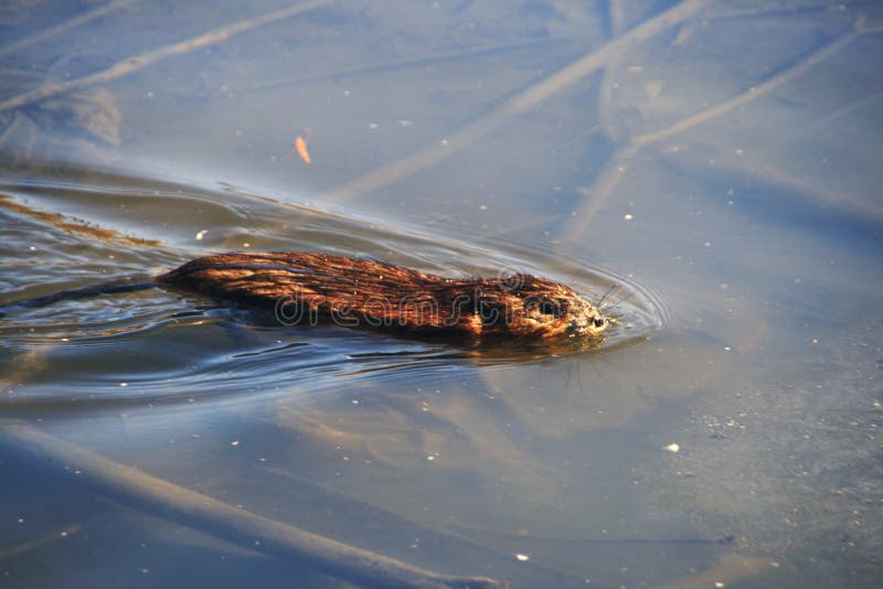 Muskrat stock photo. Image of lake, grove, tires, river - 94015242
