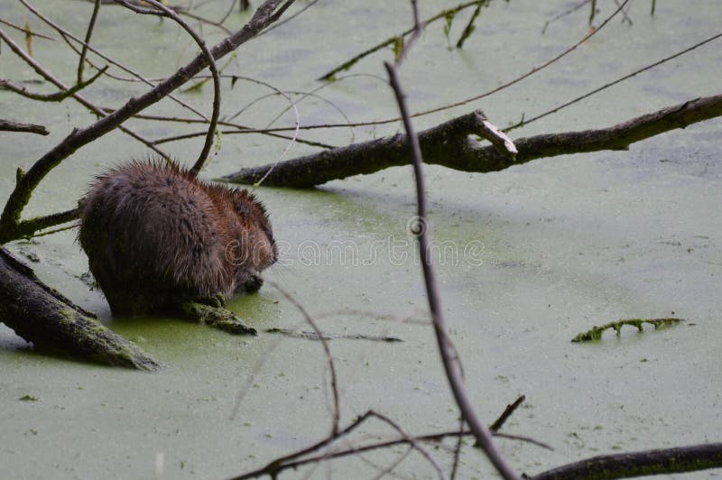 Muskrat stock photo. Image of nature, travel, expression - 97844110