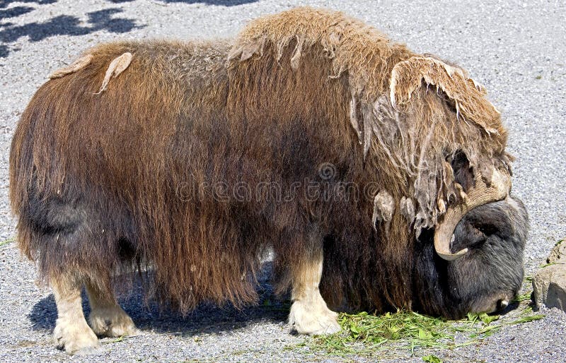 Muskus-os 10 stock afbeelding. Image of mening, tram - 17838781