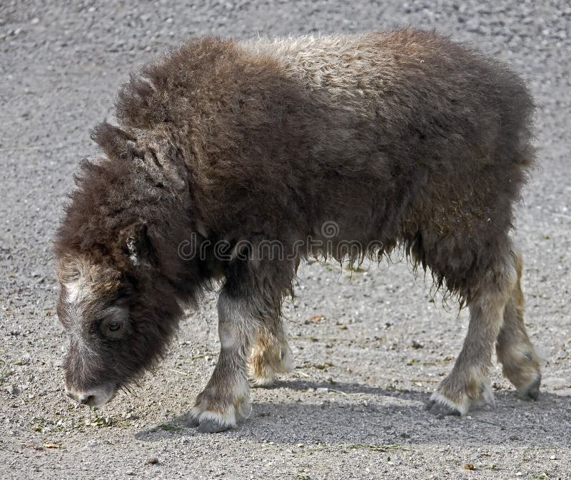 Muskus-os 10 stock afbeelding. Image of mening, tram - 17838781