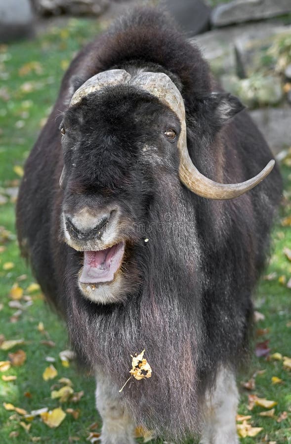 Muskus-os 10 stock afbeelding. Image of mening, tram - 17838781