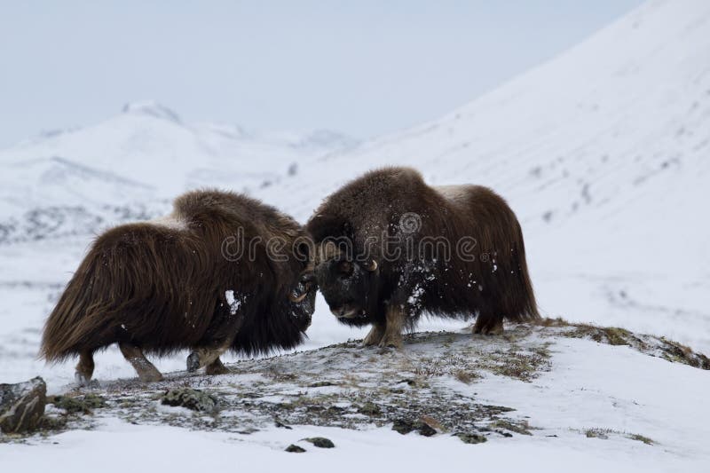 Muskus-os in de winter stock foto. Image of achtergronden - 21425178