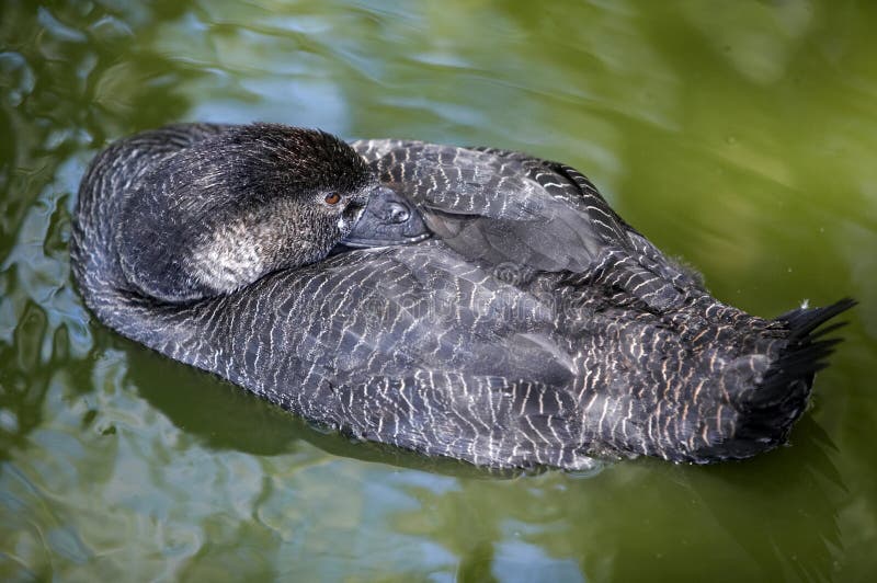 De Eendjes Van De Muskuseend Van Eieren Worden Uitgebroed Dat Stock ...