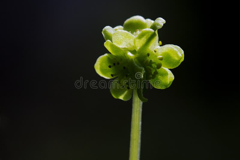 Moschatel stock image. Image of small, adoxaceae, flower - 185652939