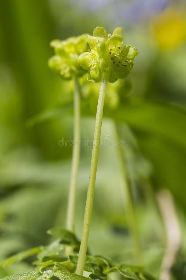 Muskuskruid, Moschatel, Adoxa Moschatellina Stock Photo - Image of ...