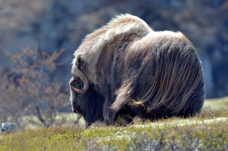 Muskusos stock afbeelding. Image of muskox, defensie - 39495377