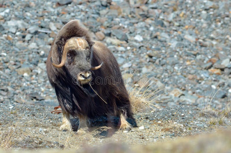 Muskusos - Ovibos Moschatus - in Natuurlijke Habitat Stock Afbeelding ...
