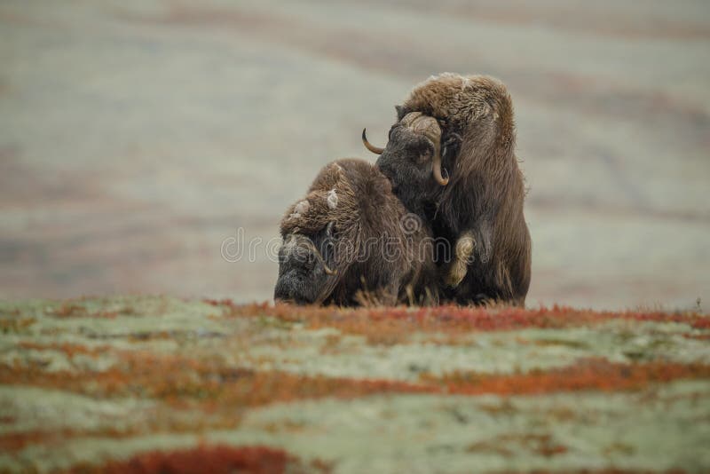 Muskox in Noorwegen stock foto. Afbeelding bestaande uit novosibirsk ...