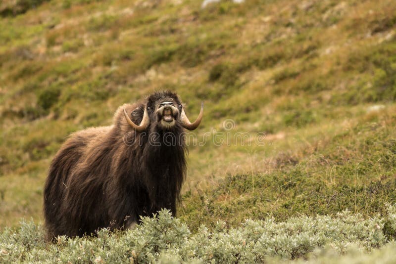 Muskusossen stock foto. Image of stier, muskox, wild - 37889806