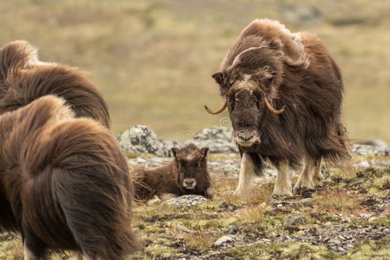 Muskusossen stock foto. Image of stier, muskox, wild - 37889806