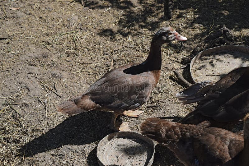 Dead Muscovy Duck Photos - Free & Royalty-Free Stock Photos from Dreamstime