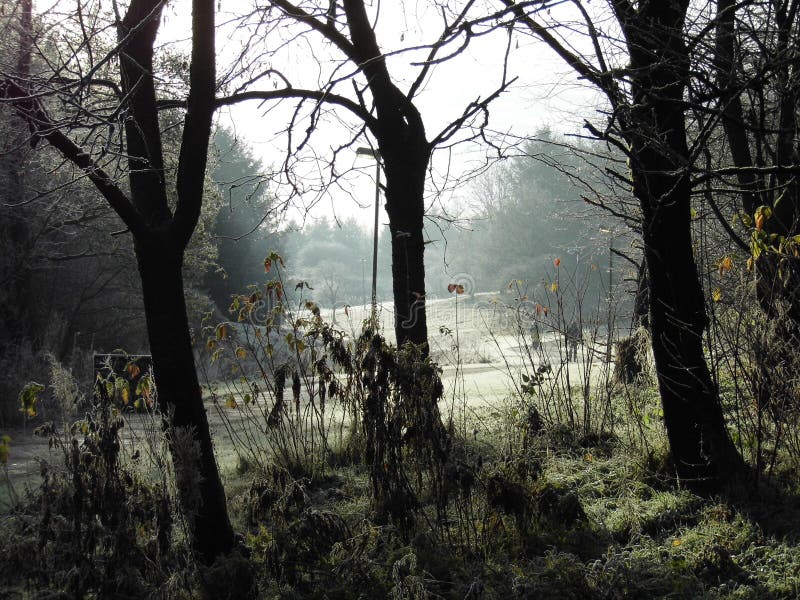 Musky Forest stock image. Image of frosty, musty, trees - 71042727