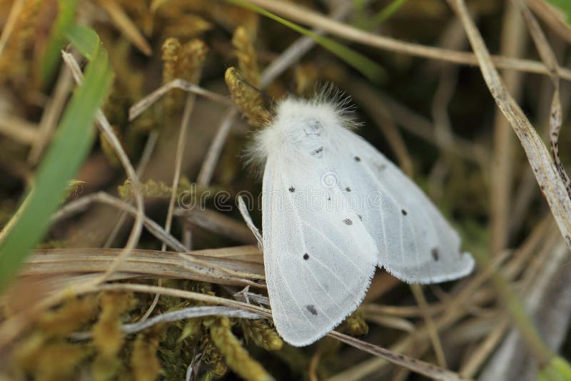 Muslin moth stock photo. Image of moth, stem, nature - 197289764