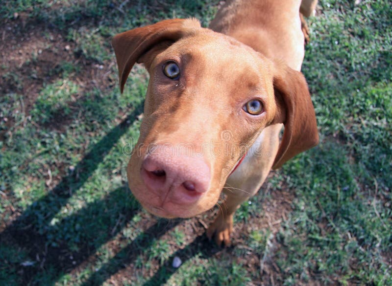 Muso del cane fotografia stock. Immagine di bello, carino - 6098740