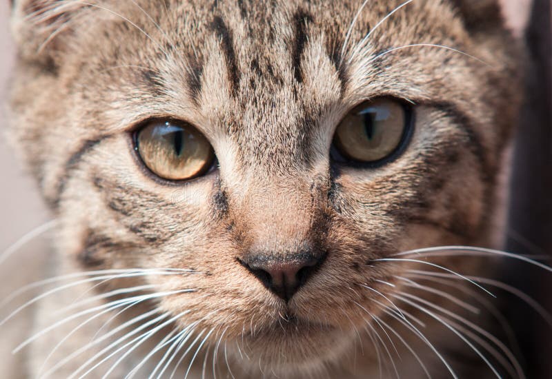 Muso del gatto immagine stock. Immagine di animale, museruola - 39422313