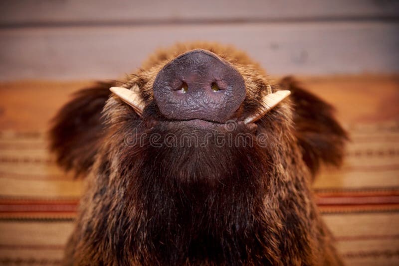Muso di un cinghiale immagine stock. Immagine di foresta - 109100119