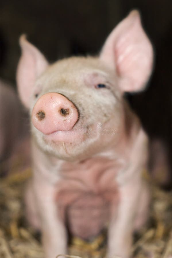 Grande Fine Del Porcellino in Su Fotografia Stock - Immagine di giovane ...