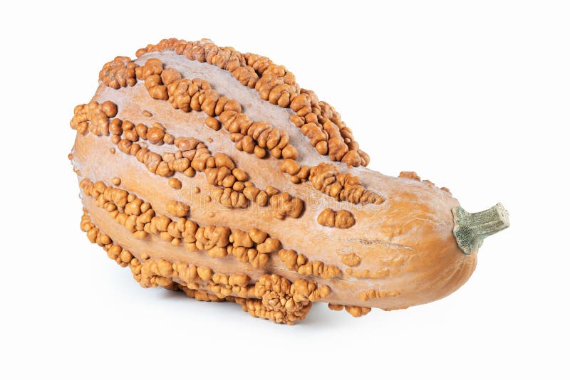 Maroc Heirloom Pumpkin Stock Photos - Free & Royalty-Free Stock Photos ...