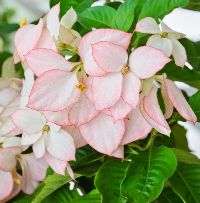 Mussaenda flower stock image. Image of flora, rubiaceae - 33120357