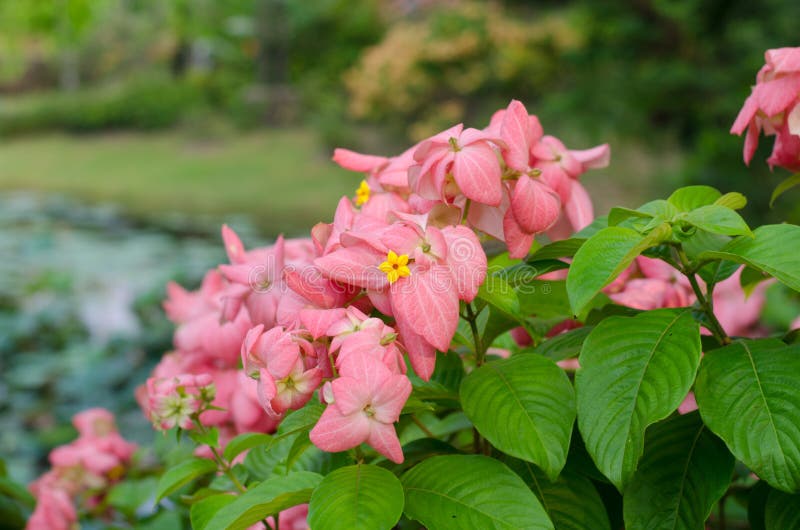 Mussaenda Philippica Virgin Tree in Garden Stock Photo - Image of ...