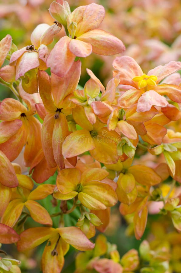 Mussaenda Philippica Virgin Tree in Garden Stock Photo - Image of ...