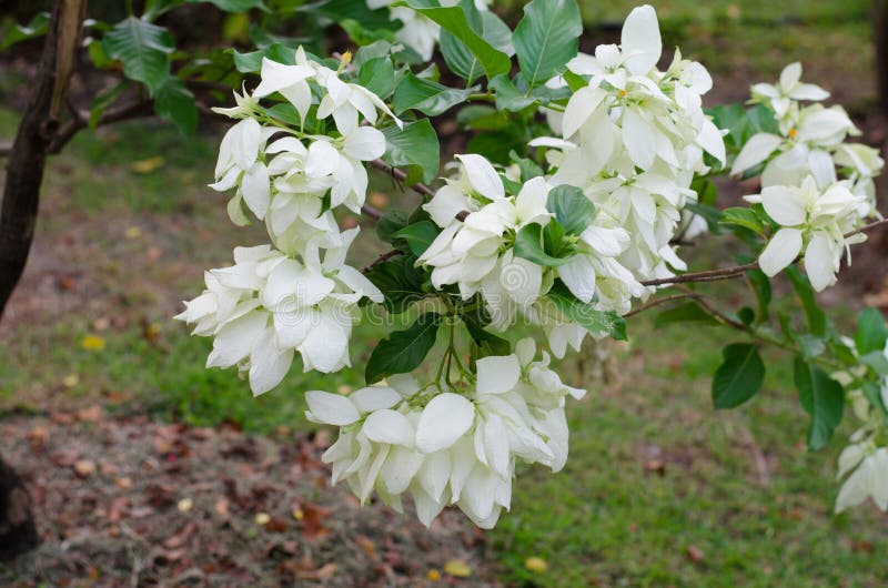 Mussaenda Philippica Virgin Tree in Garden Stock Photo - Image of ...