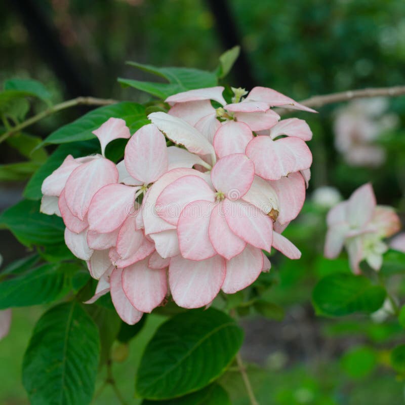 Mussaenda Philippica Virgin Tree in Garden Stock Photo - Image of grass ...