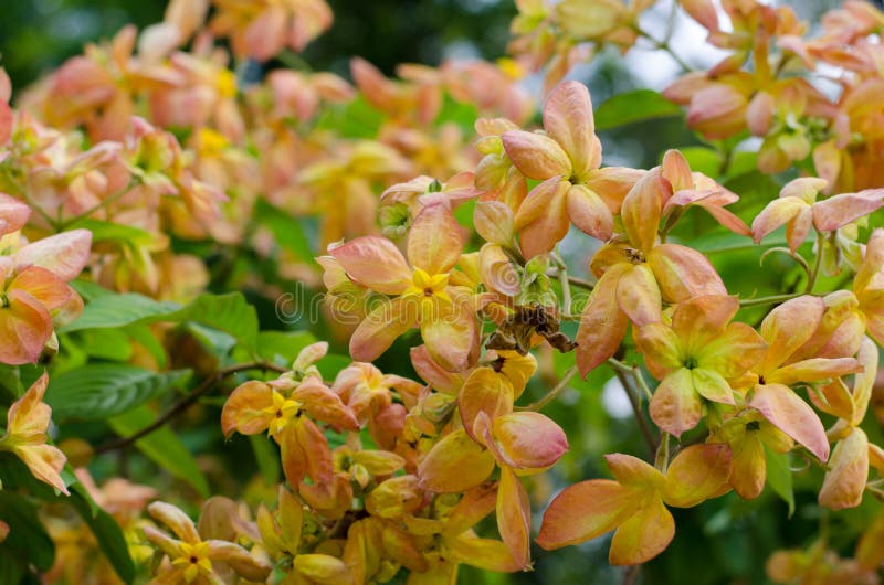 Mussaenda Philippica Virgin Tree in Garden Stock Photo - Image of rose ...
