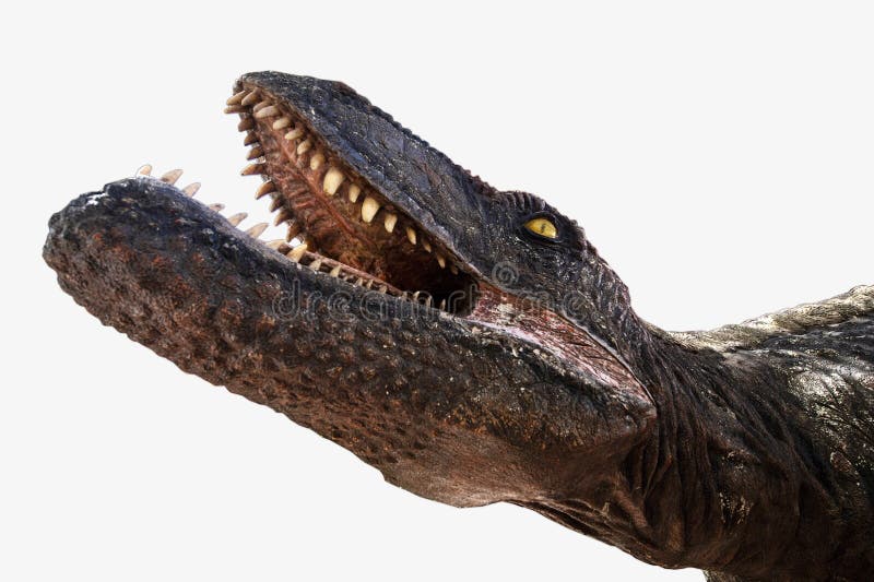 Mussaurus is a Genus of Herbivorous Sauropodomorph Dinosaur that Lived ...