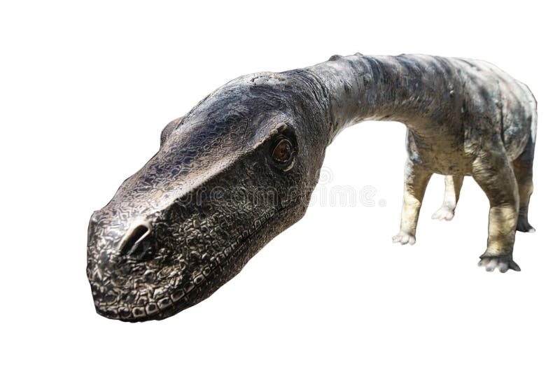 Mussaurus is a Genus of Herbivorous Sauropodomorph Dinosaur that Lived ...