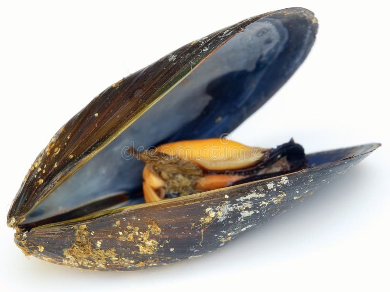 Open single cooked mussel stock photo. Image of horizontal - 12953516