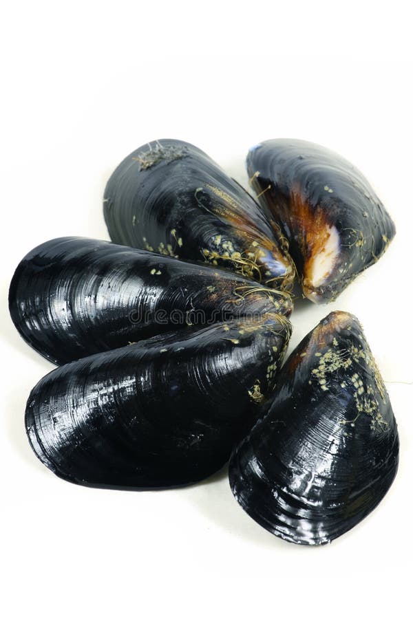 Mussel stock image. Image of healthy, diet, seafood, belgium - 13157521
