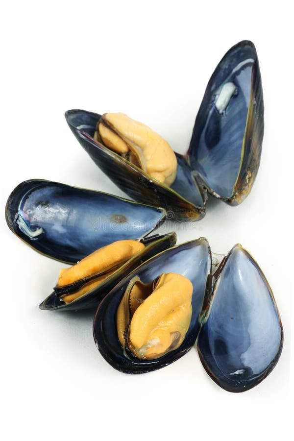 Open single cooked mussel stock photo. Image of horizontal - 12953516
