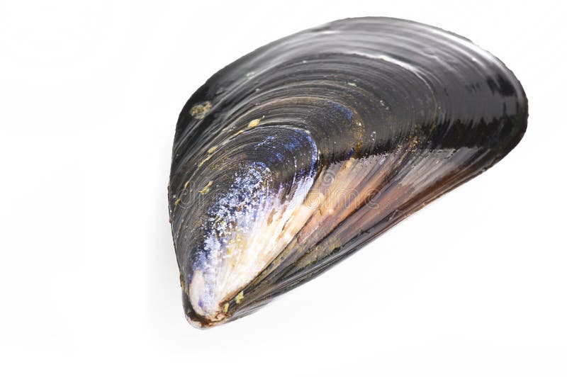 One closed up Pipi shell stock image. Image of nature - 12292653