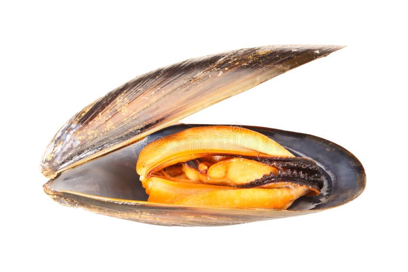 Mussel stock photo. Image of shellfish, isolated, mussel - 29194948