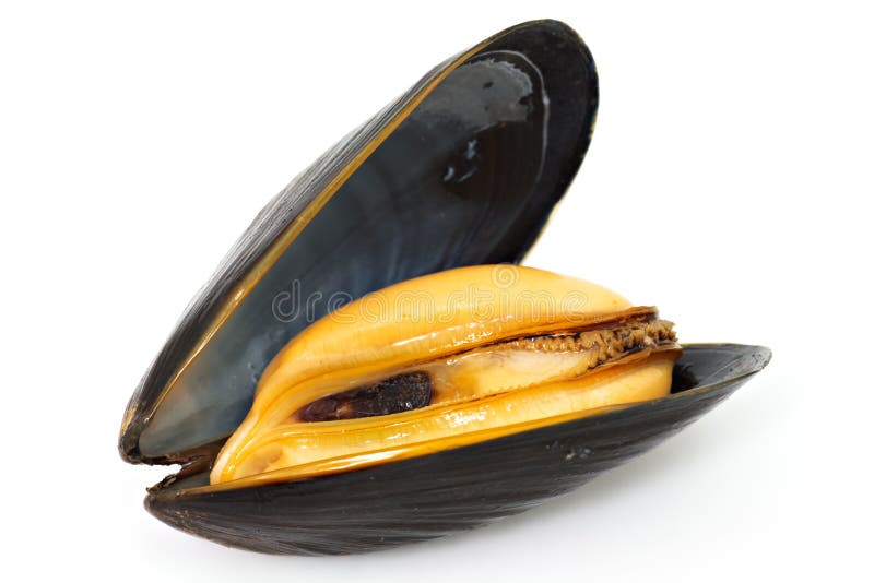 Mussel stock image. Image of clams, mussels, food, shellfish - 3646449