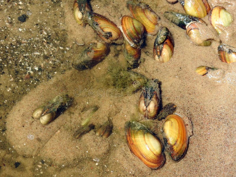 Mussel animals, Lithuania stock image. Image of animal - 94033351