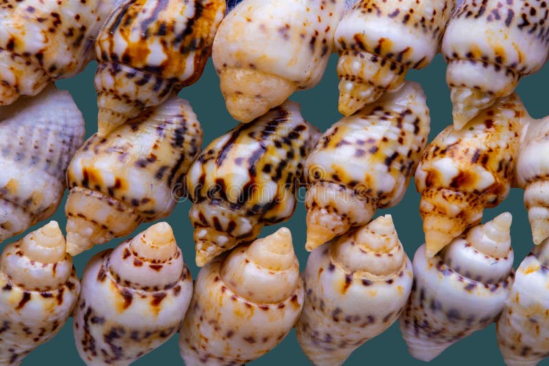 Mussel Background. Closeup of a Beautiful Seashells Texture Isolated on ...
