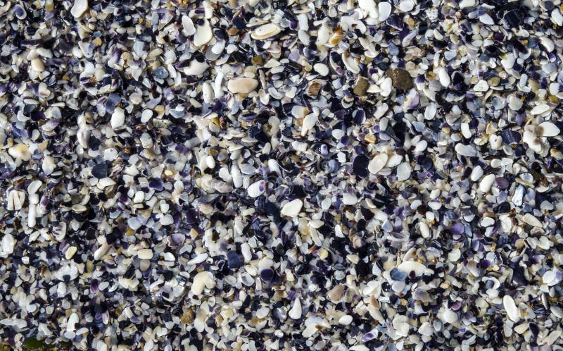 Mussel Beach, Many Crushed Seashells Stock Image - Image of detail ...