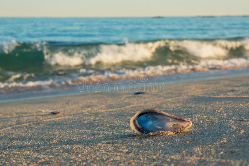 Mussel stock image. Image of beach, atlantic, travel - 76739995