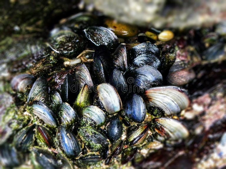 Mussel bed stock photo. Image of rock, water, southern - 53997670