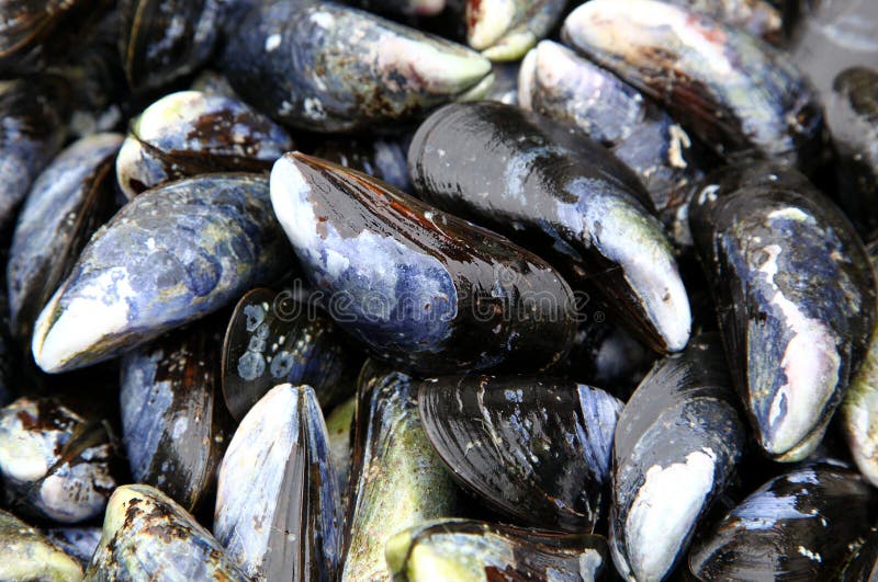 Mussel stock image. Image of dinner, shellfood, shellfish - 30451211