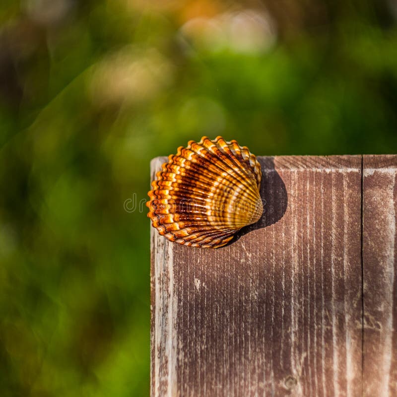 Brown Mussel Shell Rock Particles Texture and Background. Grit and Sand ...