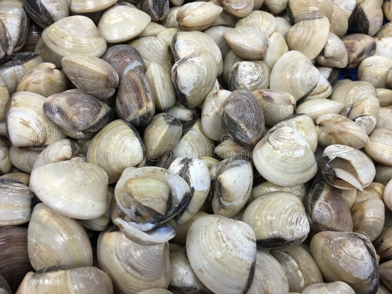 Mussel stock image. Image of seafood, mussel, clams, sale - 62668567