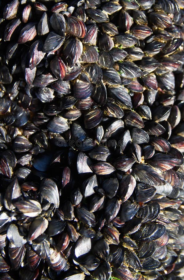 Mussel colony stock image. Image of bivalvia, mollusk - 42187475