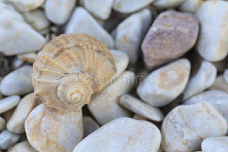 Mussel with colored stones stock photo. Image of macro - 29751314