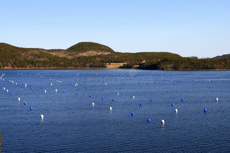 Mussel farm stock photo. Image of newfoundland, aquaculture - 13507598