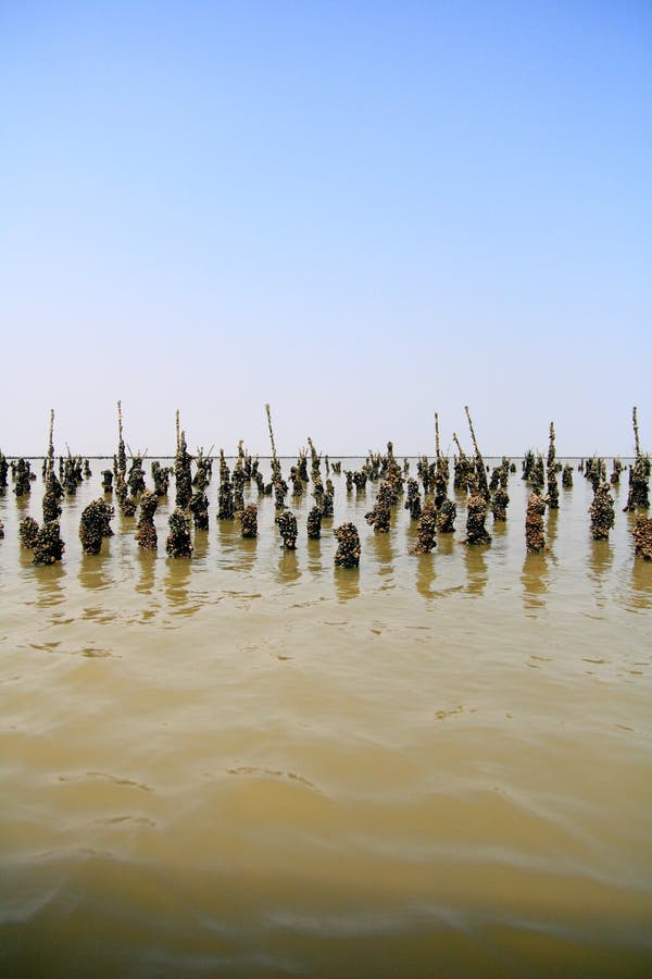 Mussel farm stock photo. Image of farmer, aqua, animal - 14294778