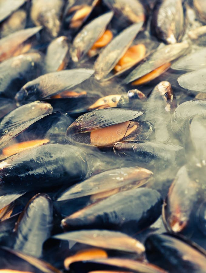 Greenshell mussels stock photo. Image of zealand, fishing - 13587134